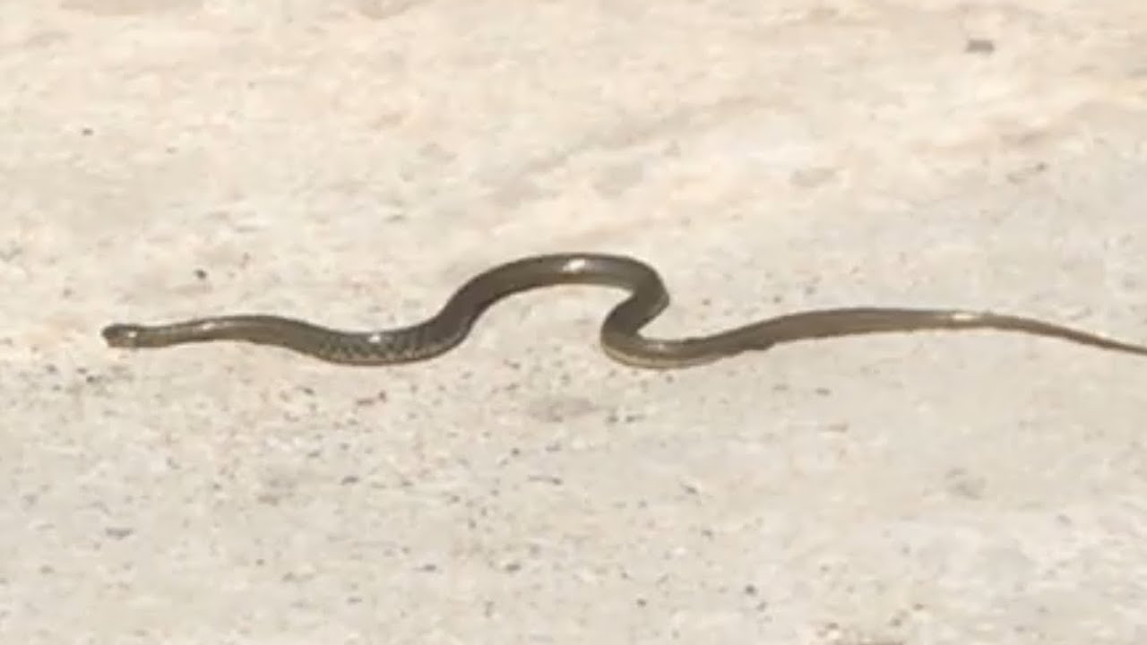 View of 🐍 Snake in Islamabad || Snake of Pakistan|| - YouTube