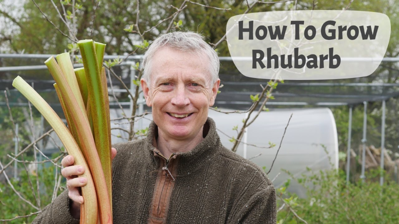 How To Grow Rhubarb - A Complete Guide Including Planting, Care ...