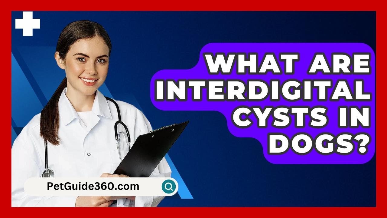 What Are Interdigital Cysts In Dogs? - PetGuide360.com - YouTube