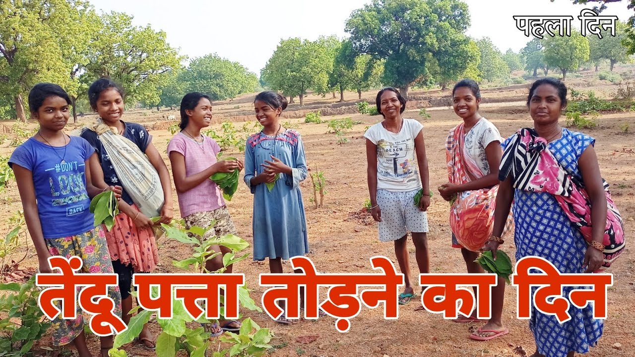तेंदू पत्ता तोड़ने का दिन // Tendu patta todne ka din #vlog-198 ...