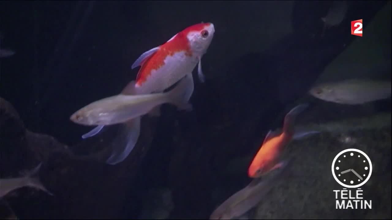 Faune - Poisson rouge, une vie en bocal - YouTube