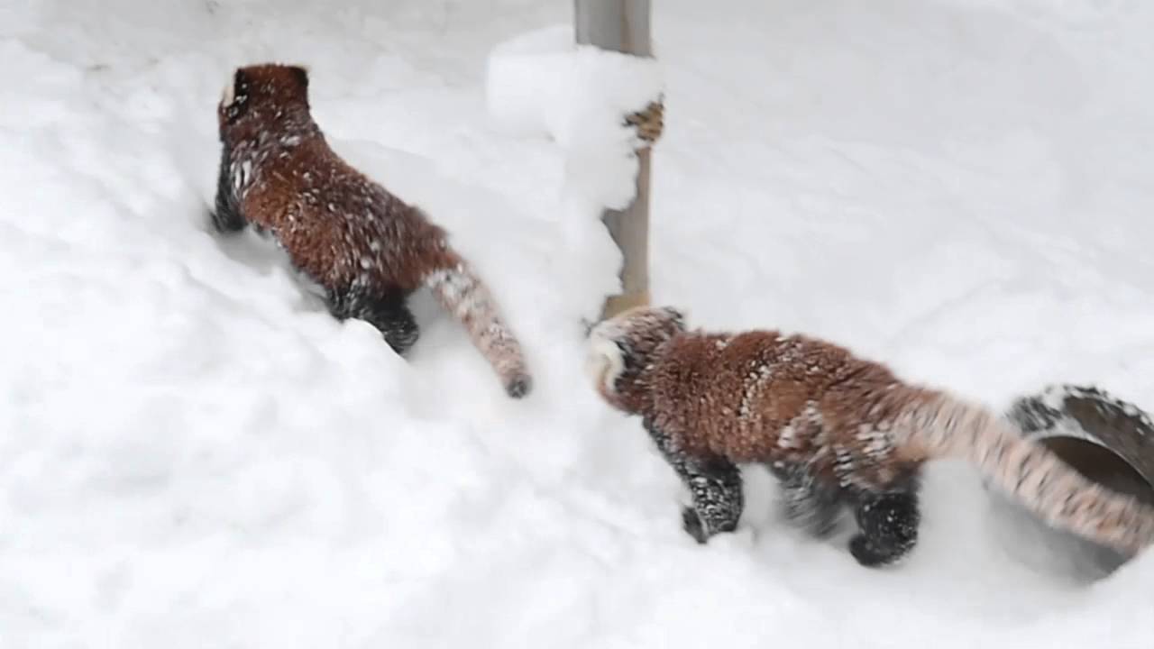 Zoo animals in the winter - YouTube