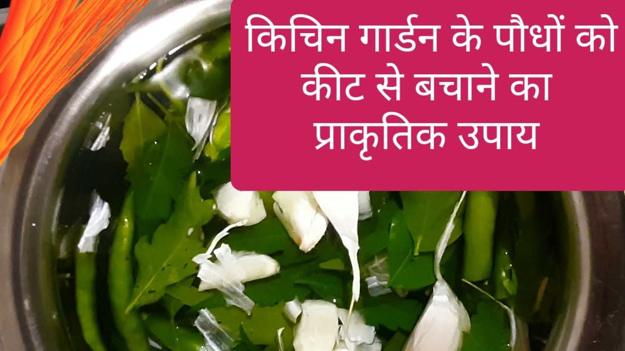 Home made pesticide. How to make home made pesticide by using Neem ...