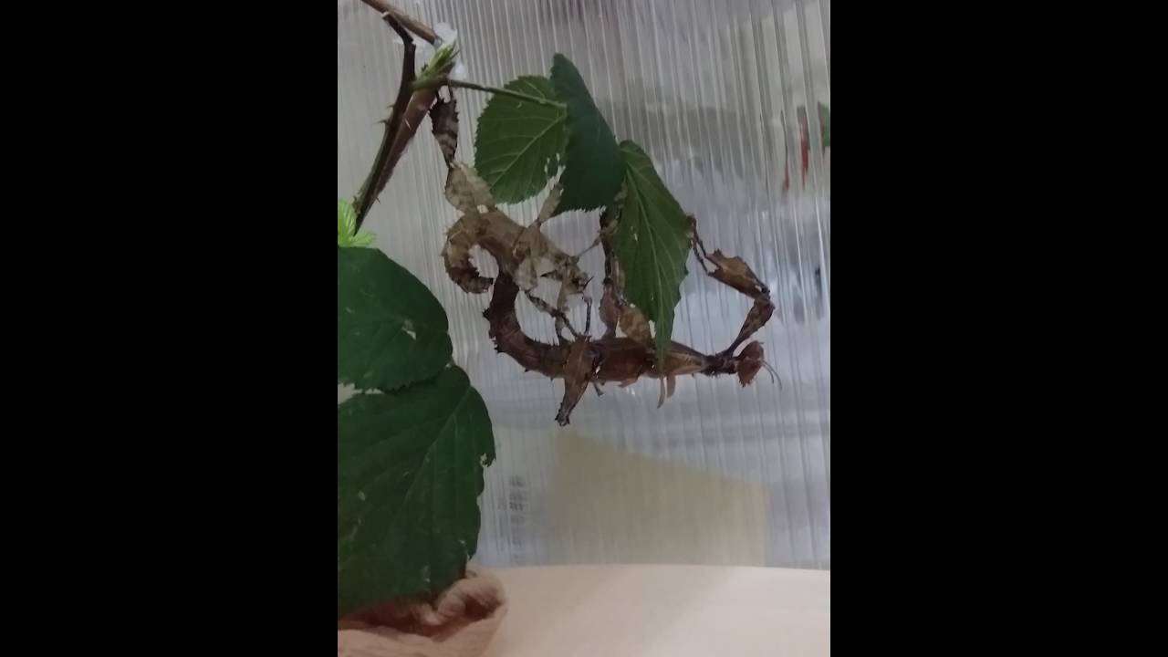 stick insect macleays spectre shedding - YouTube