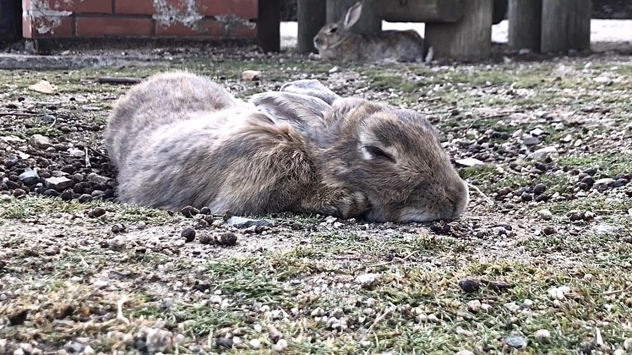 What would happen if you gave this dead battery rabbit a treat? - YouTube