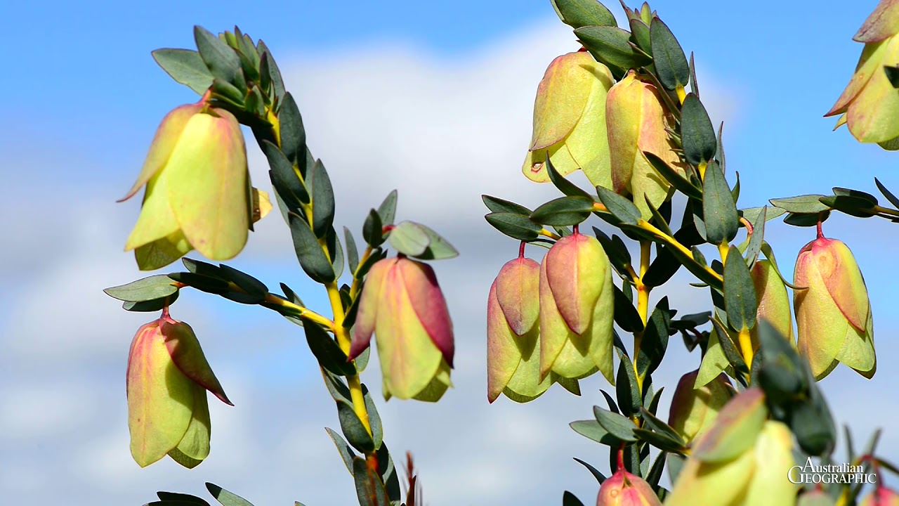 State of Diversity Wildflowers of the Southwest - YouTube
