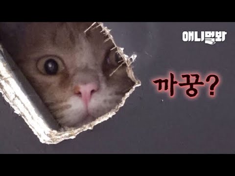 자꾸 고양이가 숨어서 쳐다보는데 다 보인다고 말해줘도 될까요ㅣA Cat Keeps Falling From The Ceiling ...