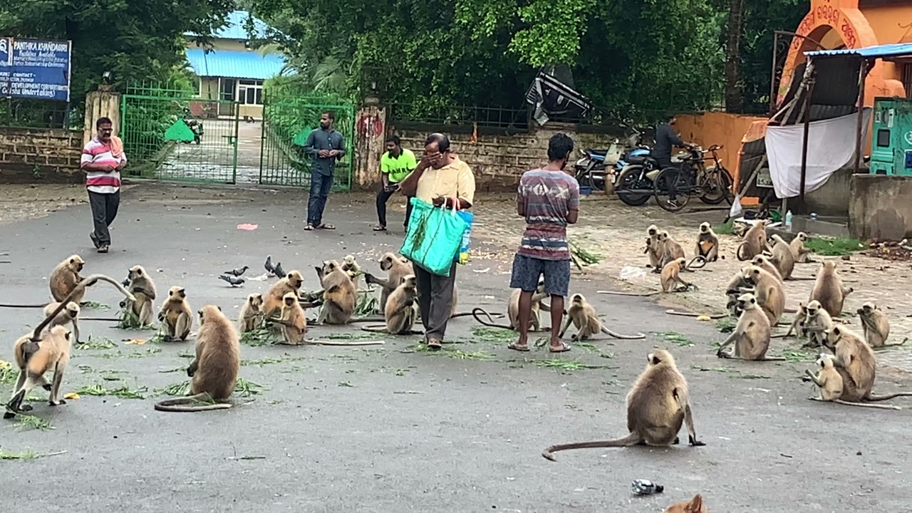 Monkey Feeding Time IMG 3569 - YouTube