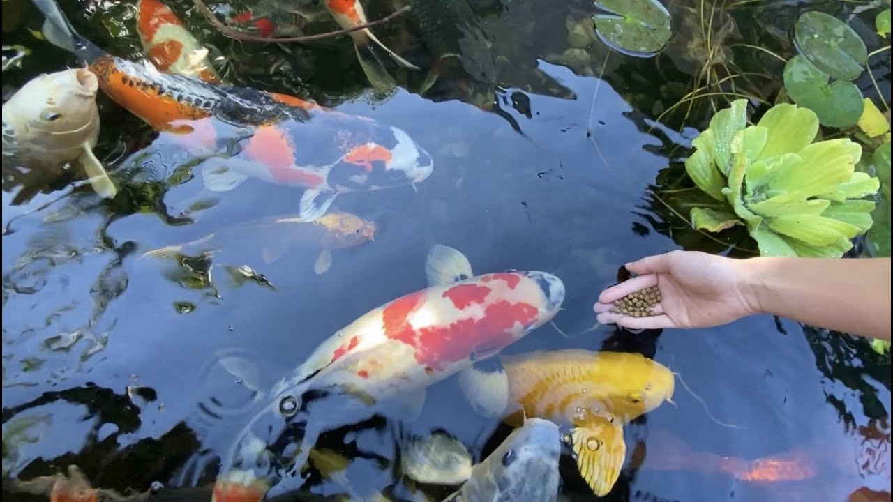 ASMR Koi Hand Feeding *KOI EATING + WATERFALL SOUNDS* - YouTube