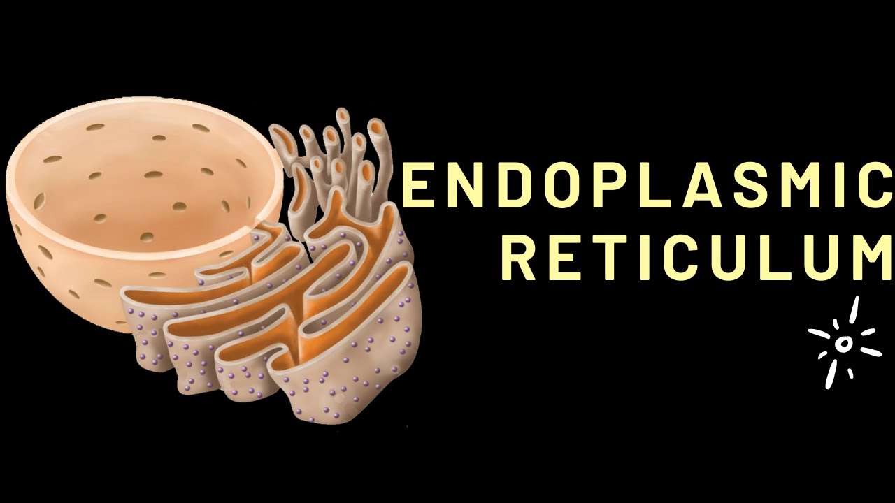 Endoplasmic reticulum | The Fundamental Unit Of Life | Class 9 | CBSE ...