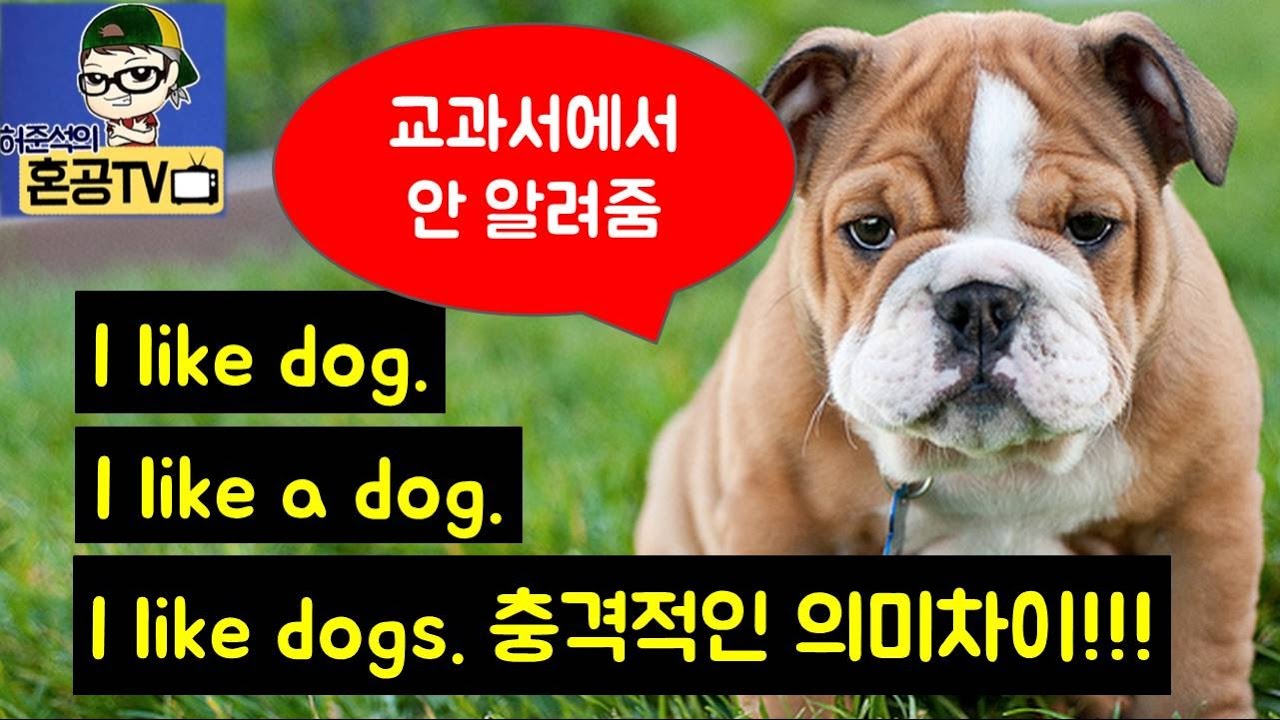I like dog VS I like a dog VS I like dogs의 충격적 의미 차이/10년영어공부해도실수하면 안되는 ...
