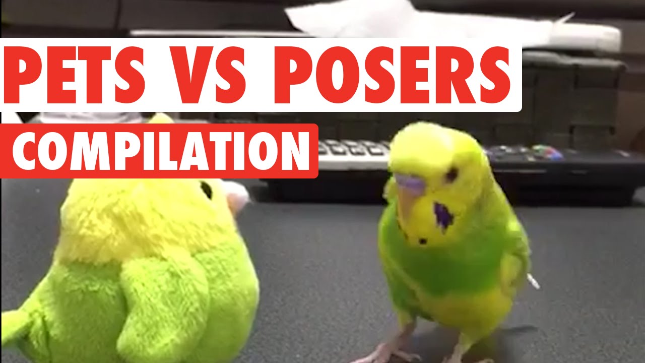 Funny Pets Vs. Posers Compilation 2016 - YouTube