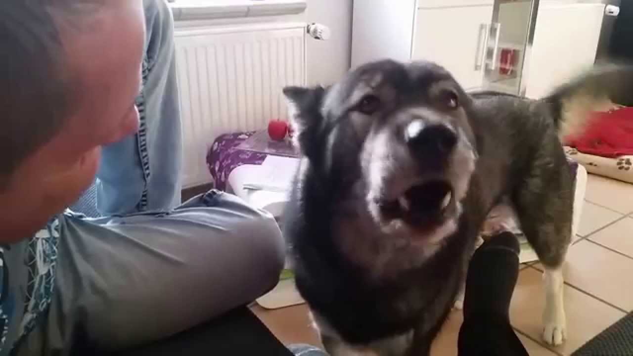 sprechender Hund - YouTube