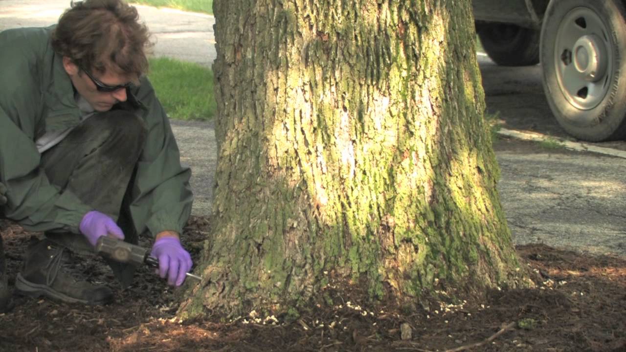 Tree Injection by a Professional Applicator for Emerald Ash Borer - YouTube