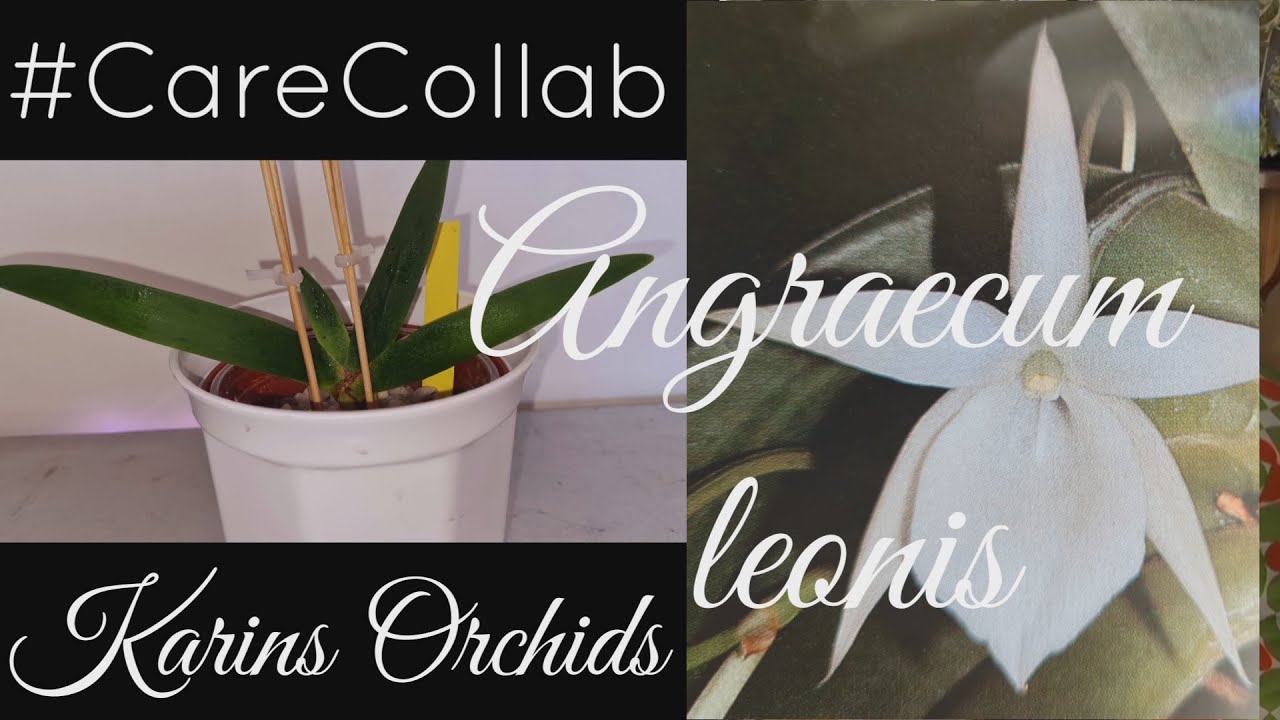Angraecum leonis orchid #CareCollab and a look at my other angraecum ...