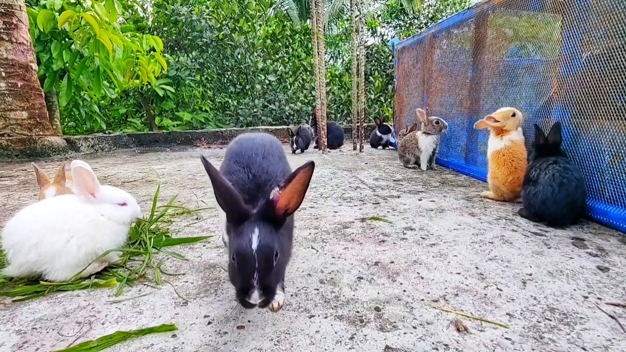 Very cutest baby rabbit playing and eating - YouTube