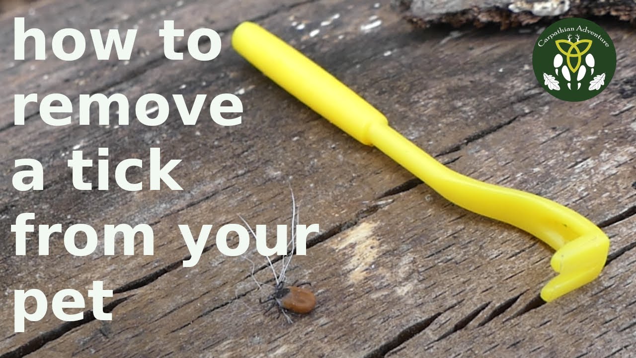 How to remove a tick from your dog or cat - YouTube