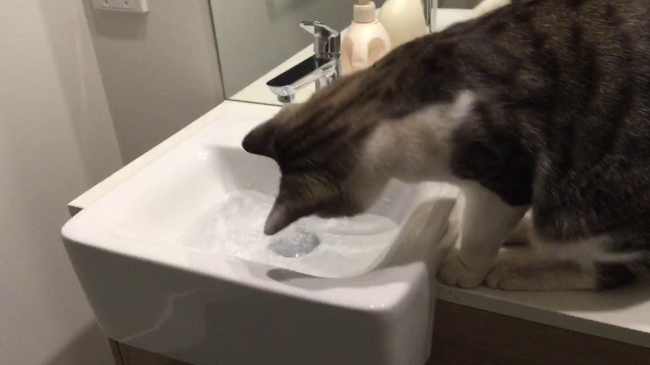 Cat Drinking water from the tap - YouTube