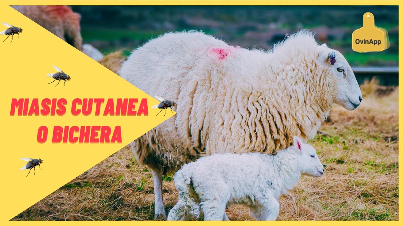 MIASIS Cutánea o BICHERA 🐛 🐑 | OvinApp - YouTube