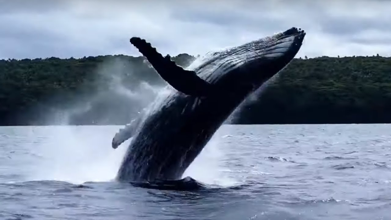 Humpback whale leaps with joy as it follows whale-watching boat - YouTube
