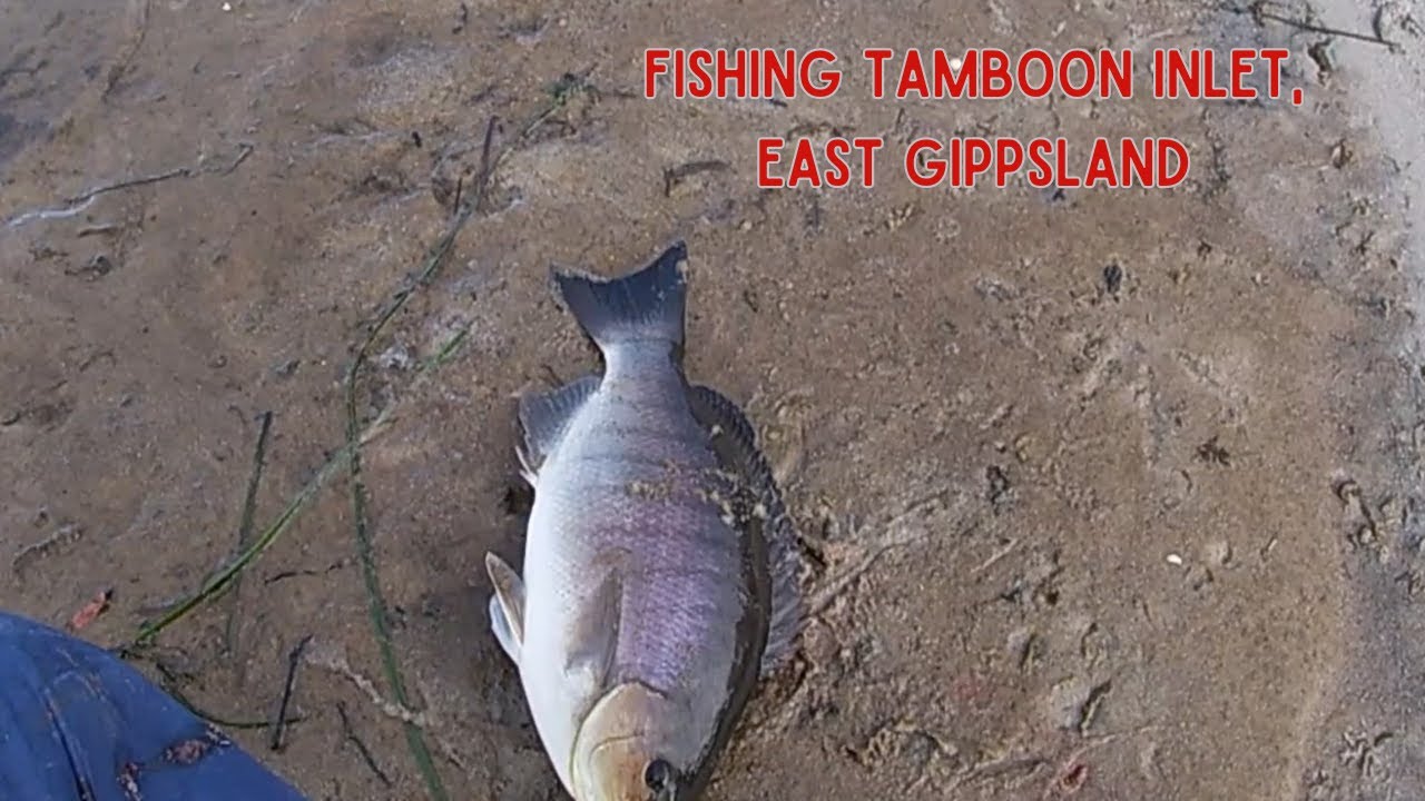 Action Packed session at Tamboon! #fishing #fishingaustralia # ...