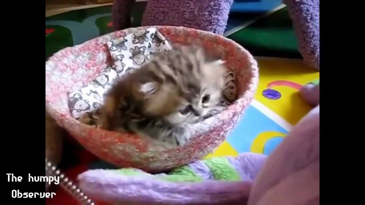 The Humpy Observer - Cuteness Overload - YouTube