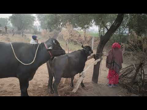 Excellent Pada buffalo mating try by village rajsthan 2024