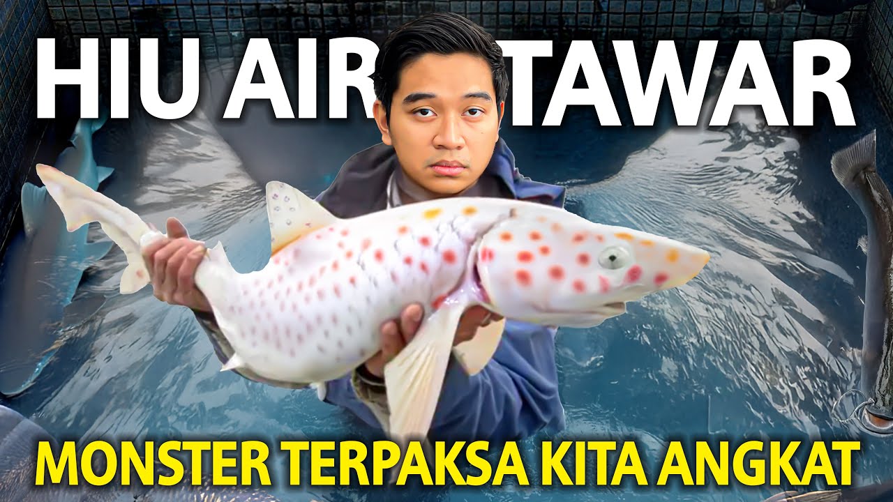 HIU AIR TAWAR MONSTER DI KOLAM TERPAKSA KITA ANGKAT! BINTIK-BINTIK TIBA ...