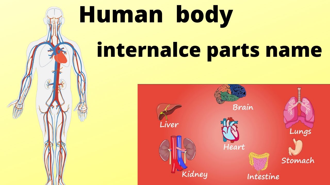 Internal parts of body name | 6 important parts of human body name ...