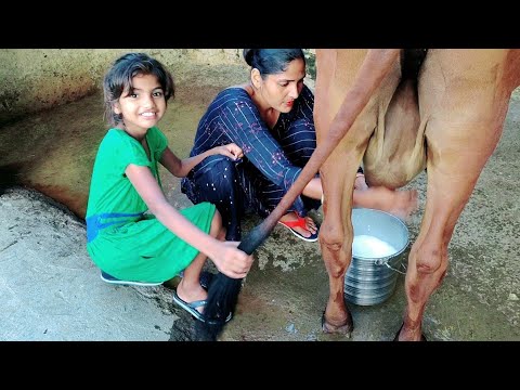funny cow milking video, today - YouTube