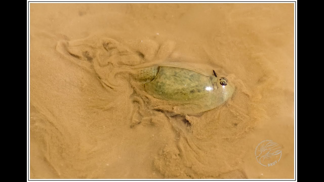 Listonoh letní (Triops cancriformis) - YouTube