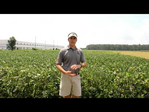 Stink Bugs Invading Alabama? Expert Guide to Get Rid of Them! - Answer ...