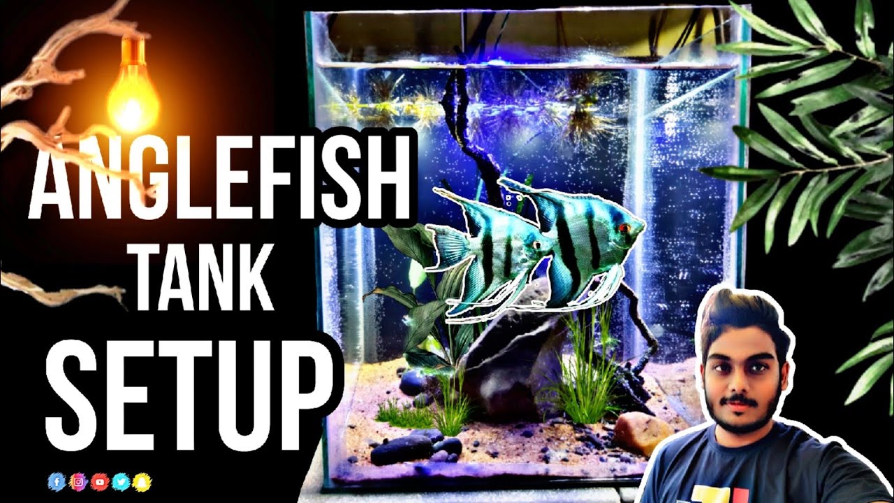 Angelfish Planted Tank Setup for Beginners! Step by Step - YouTube