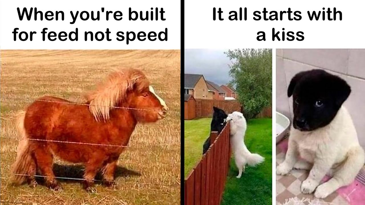 Adorable And Funny Animal Memes That Might Make You Smile (NEW) | Smile ...