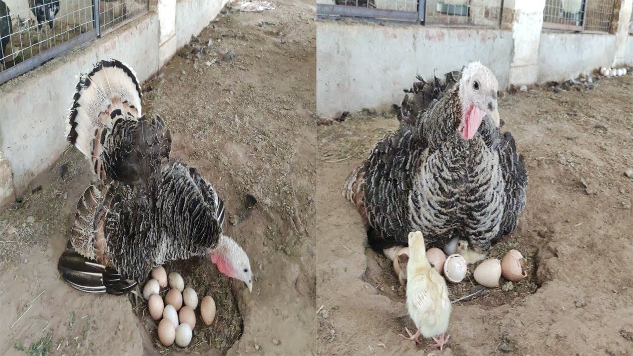 Turkey bird hatting baby turkey | Turkey Dancing And Laying To Many ...