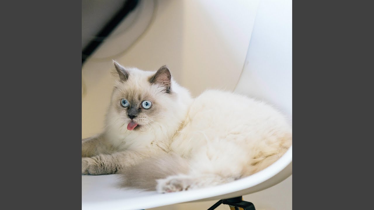 White cat very angry - YouTube