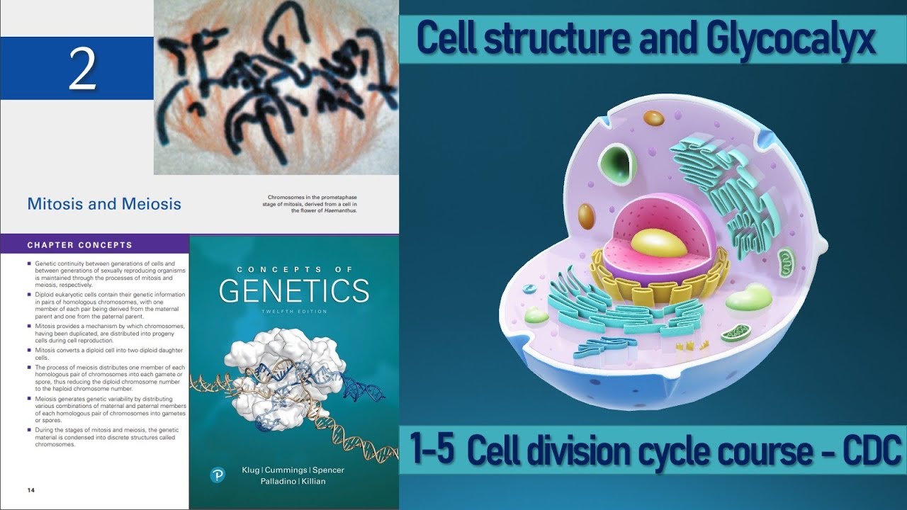 Glycocalyx Eukaryotic Cells