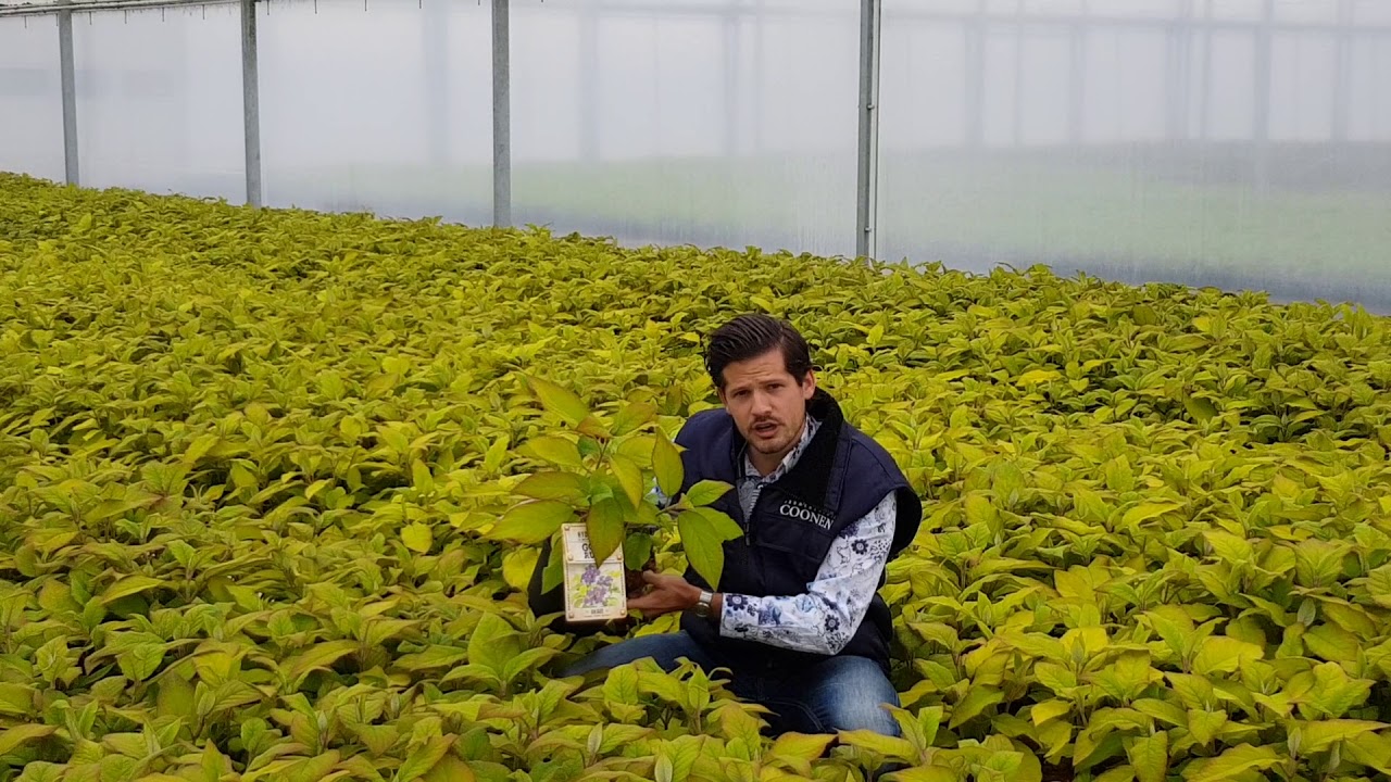 Hydrangea aspera Goldrush goes Chelsea Flower show - YouTube