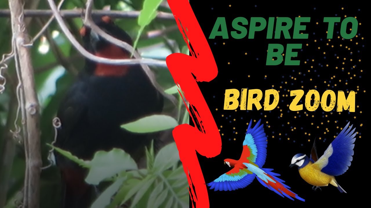 Aspire To Be Bird Zoom pt1 | Common Dove - YouTube