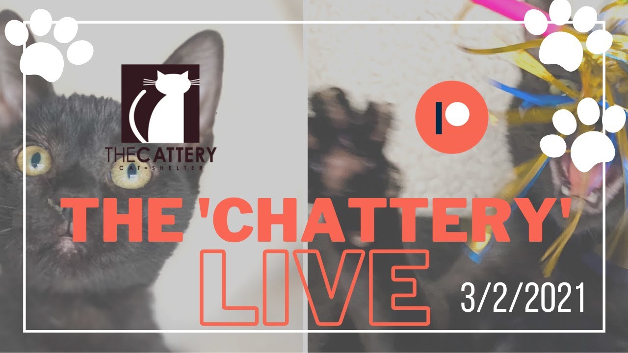The Chattery LIVE! - YouTube