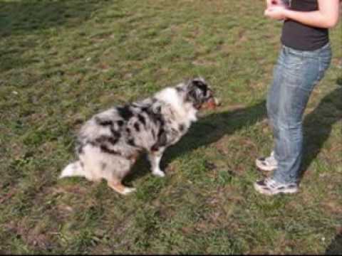 Australian Shepherd tricks - YouTube