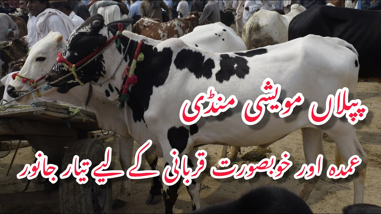 Maveshi Mandi 2023 Piplan Punjab Pakistan, (Bakra Mandi Piplan) (Sasty ...