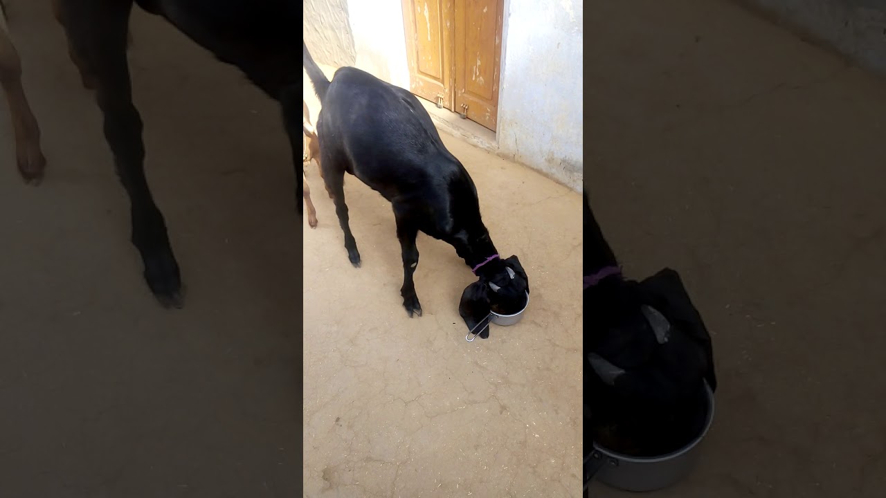 Bital goat - YouTube