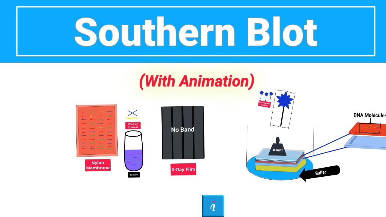Southern Blot (with animation) - YouTube