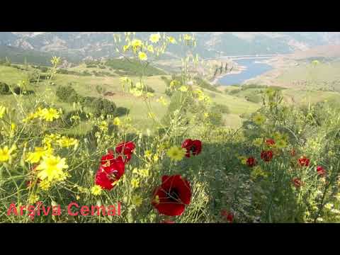 Dengbêj Tahiro- lowo lawo Sebrî lawo( kilama Sebrîyê axê)