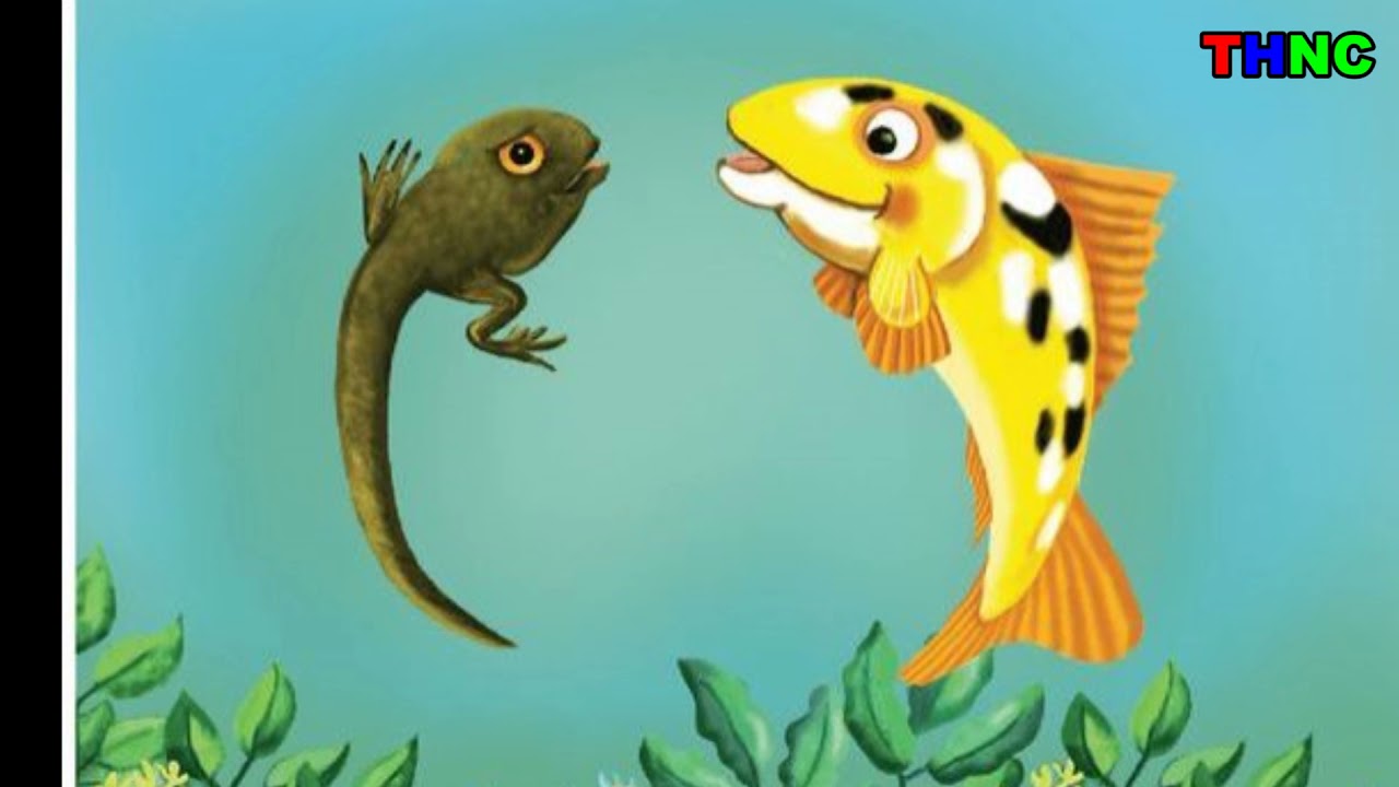 Tadpole and Fish 5 - YouTube