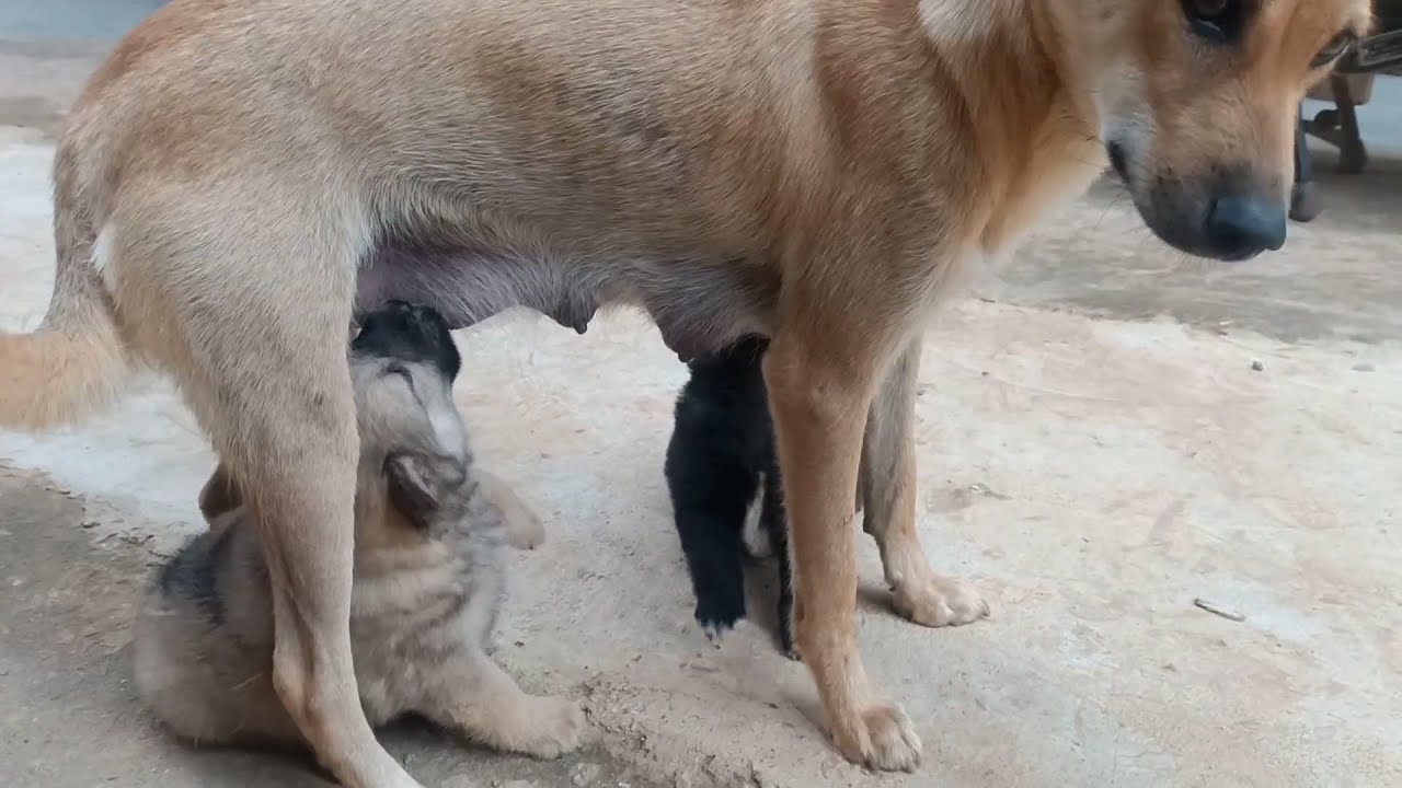 ADORABLE DOGS CHASING DOG MOTHER FOR MILK - YouTube