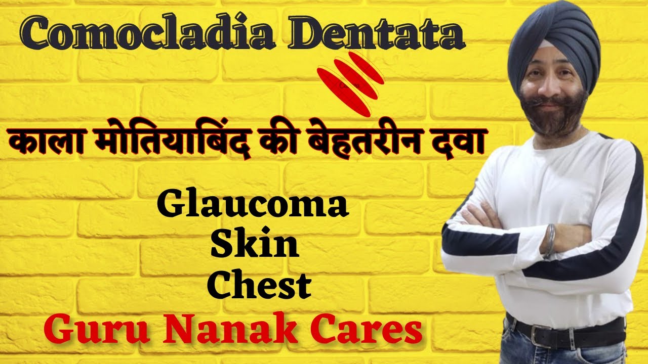 COMOCLADIA DENTATA | Excellent Remedy for Glaucoma | Skin & Chest ...