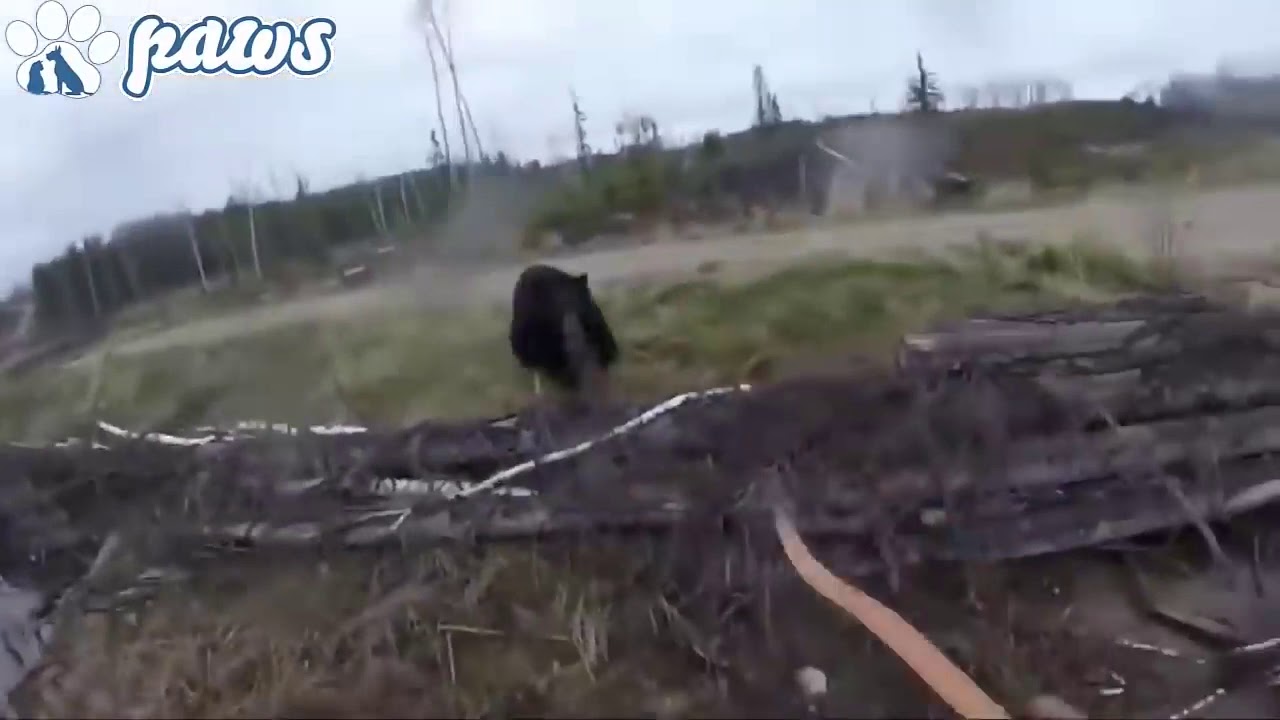 Most amazing wildlife attacks on humans and animals ....... - YouTube