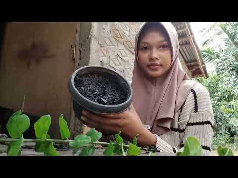 MEMPRAKTIKKAN VEGETATIF BUATAN MERUNDUK TANAMAN MELATI - YouTube